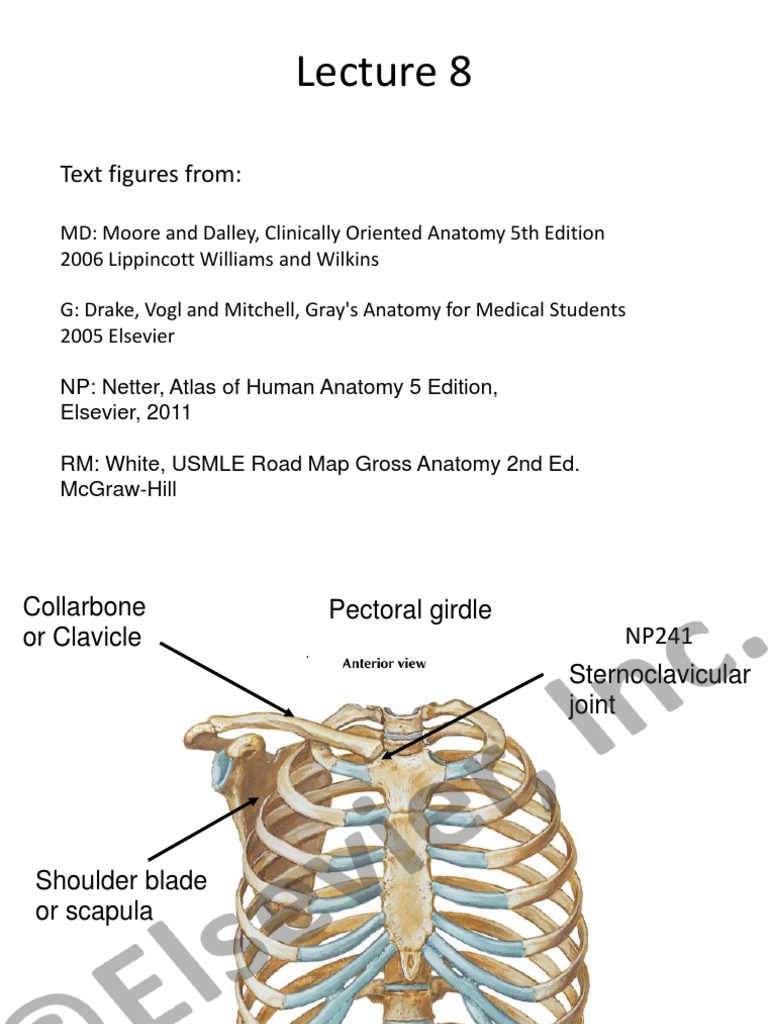 Scapula - Elevation and Depression | PDF | Musculoskeletal System ...