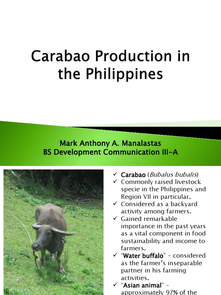 Carabao Farming and Breeds in the Philippines | PDF | Domesticated ...