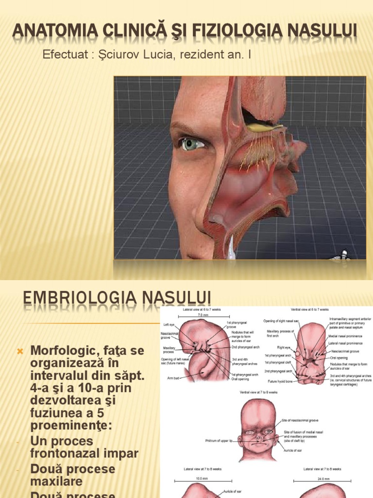 Anatomia Nasului | PDF
