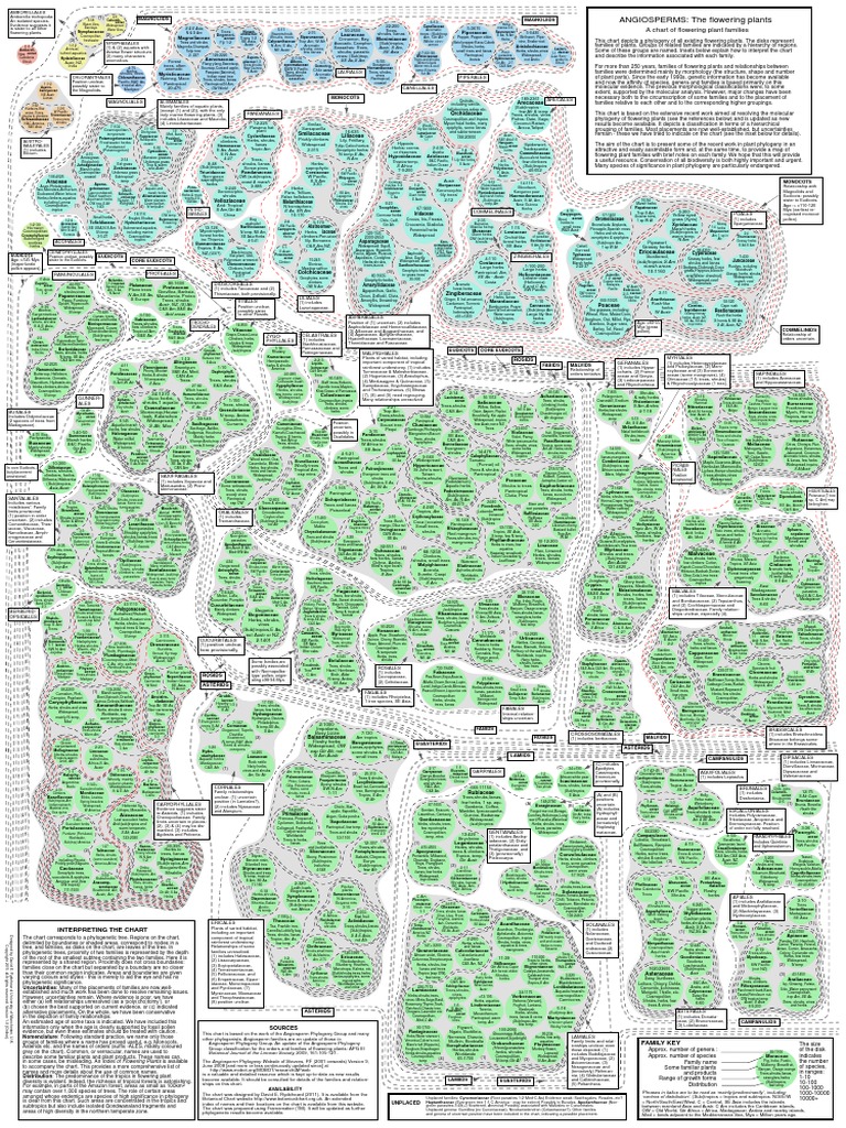ANGIOSPERMS: The Flowering Plants: A Chart of Flowering Plant Families ...