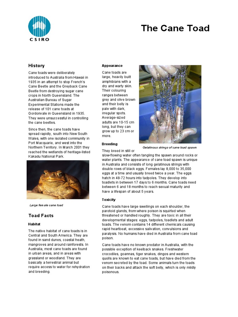 The Cane Toad: History | PDF | Frog | Conservation