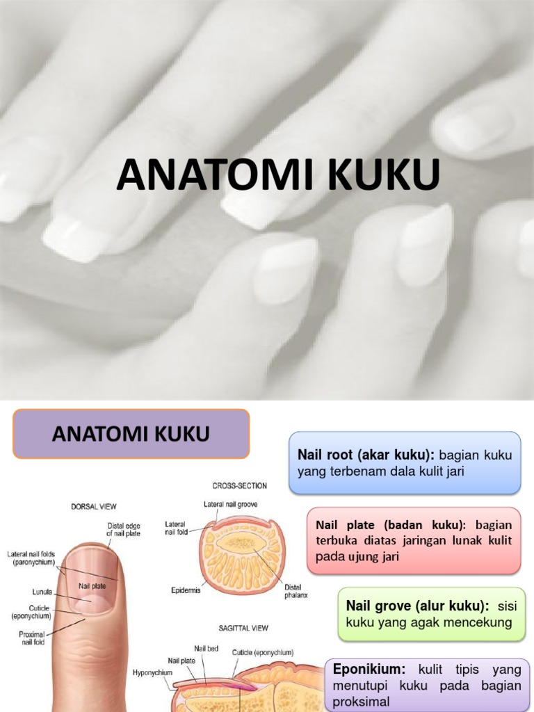Anatomi Kuku