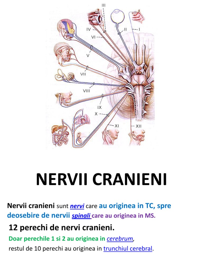 Nervii Cranieni Curs MG II