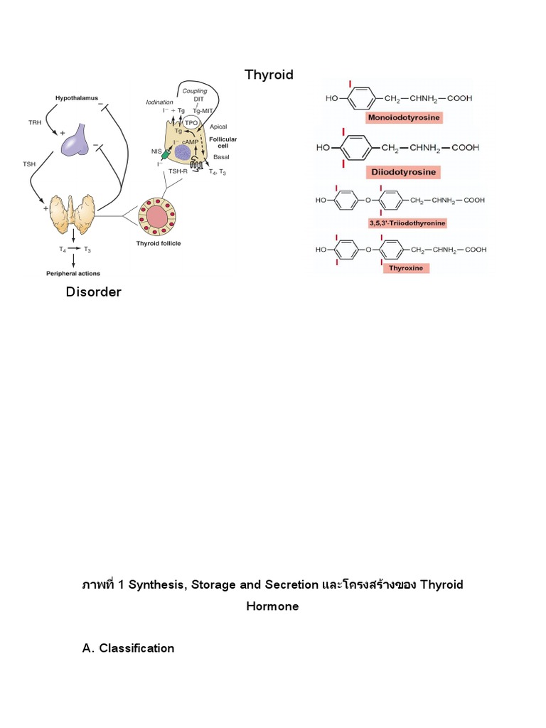 Thyroid: ภาพที่ 1 Synthesis, Storage and Secretion และโครงสร้างของ ...