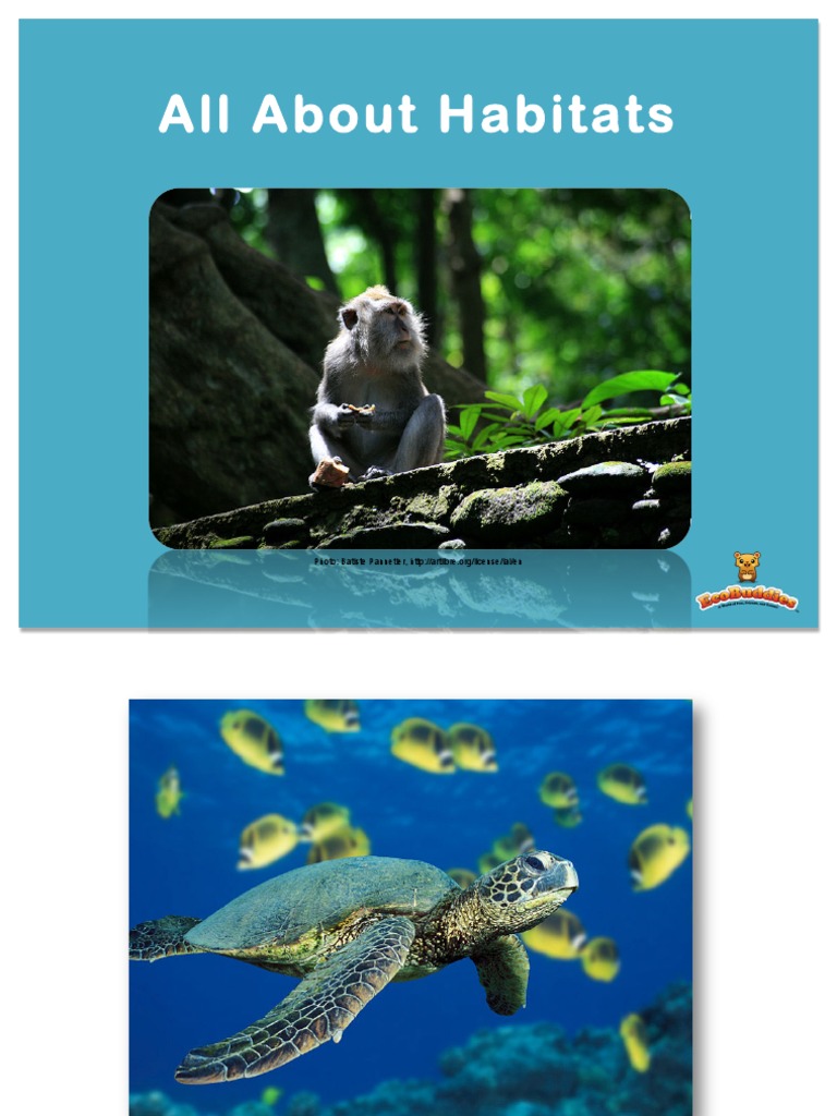 Understanding Animal Habitats for Kids | PDF | Habitat | Desert
