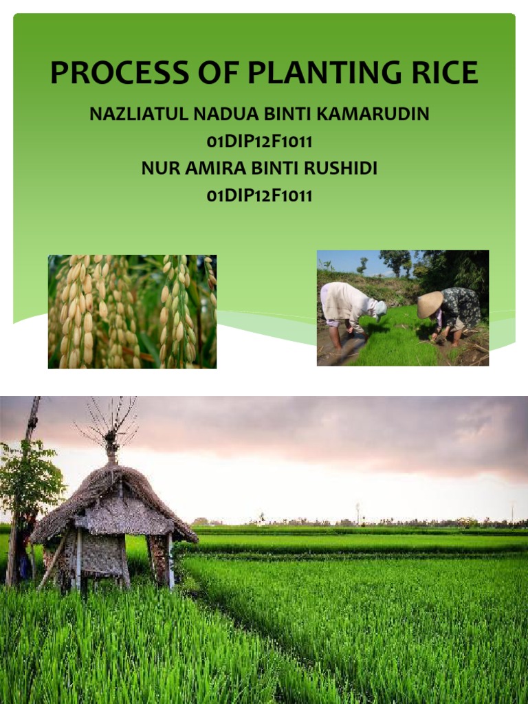 Step-by-Step Rice Planting Process | PDF