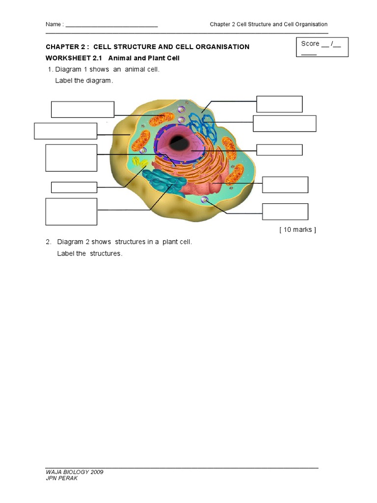 Labeling Plant And Animal Cells Worksheets
