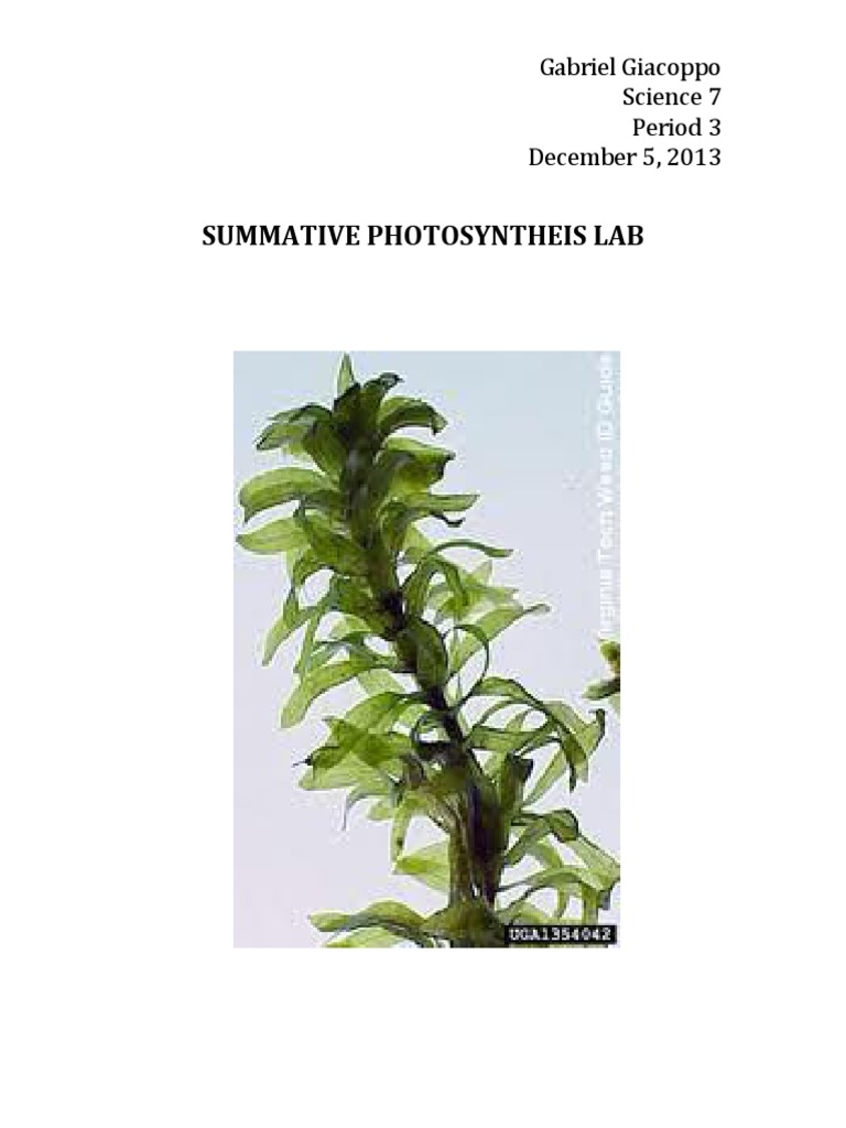 Summative Photosyntheis Lab Final | PDF | Photosynthesis | Carbon Dioxide