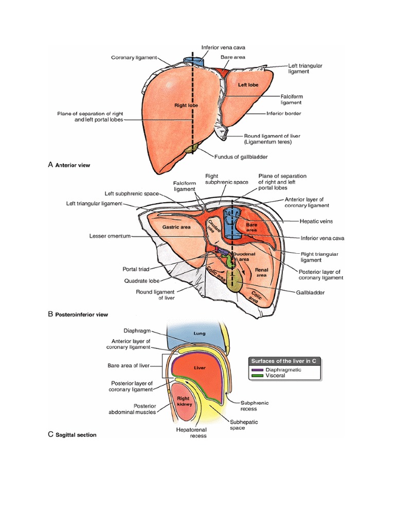 Gambar Anatomi Kandung Empedu | PDF