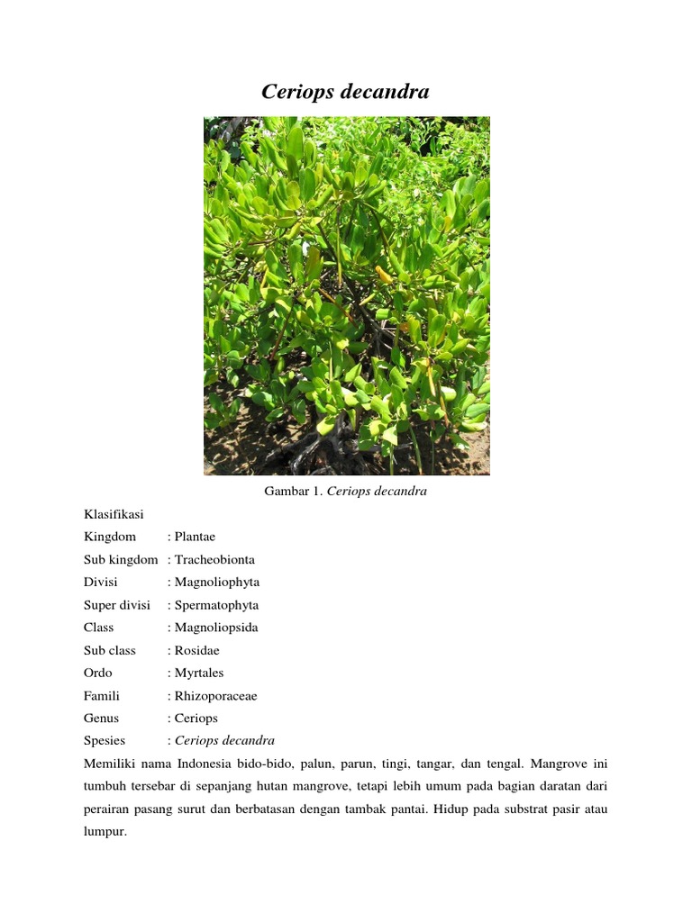 Ceriops Decandra | PDF | Griya & Taman