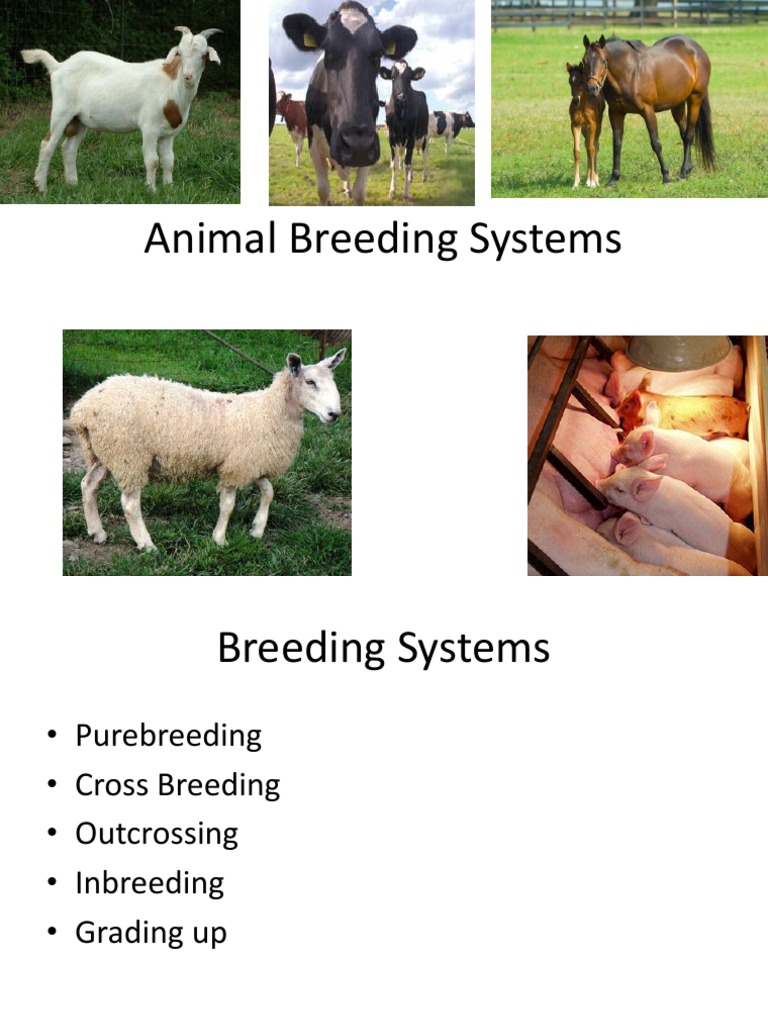 Animal Breeding System | PDF | Selective Breeding | Livestock