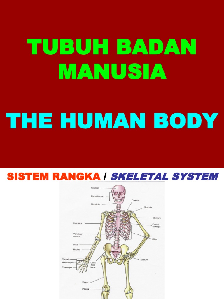 Anggota Badan Anatomy | PDF | Wellness