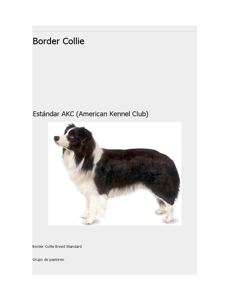 Description Standard History Border Collies Spanish | PDF | Border ...
