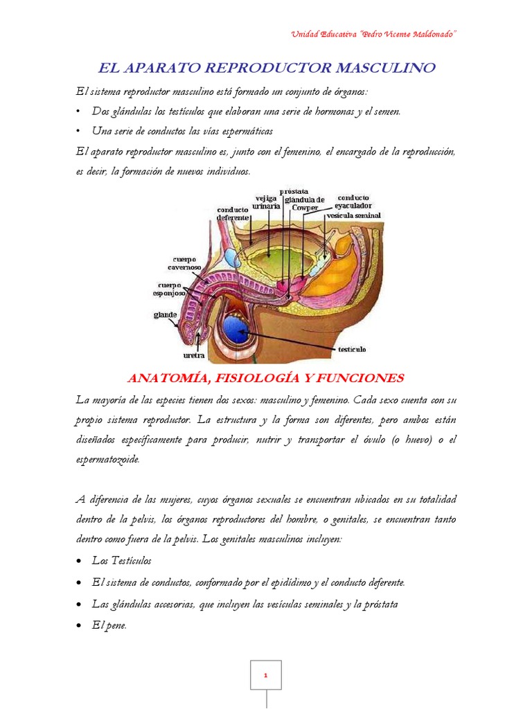 Aparato Reproductor Masculino