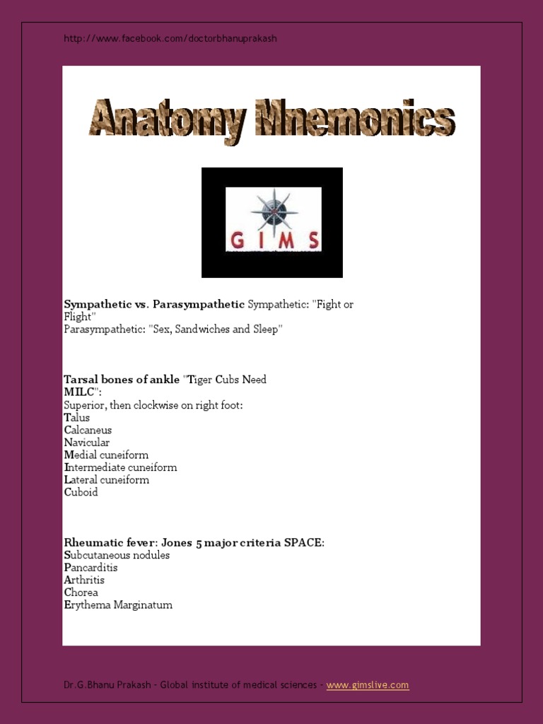 Anatomy Mnemonics | PDF | Common Carotid Artery | Arm