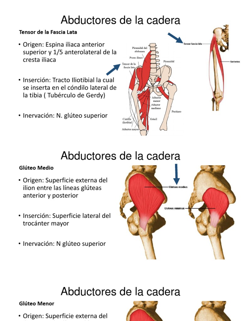 Abductores y Aductores de La Cadera