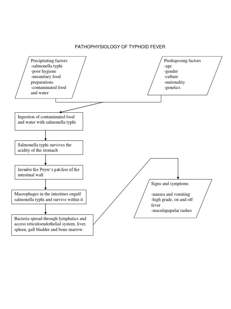 Pathophysiology of Typhoid Fever | PDF