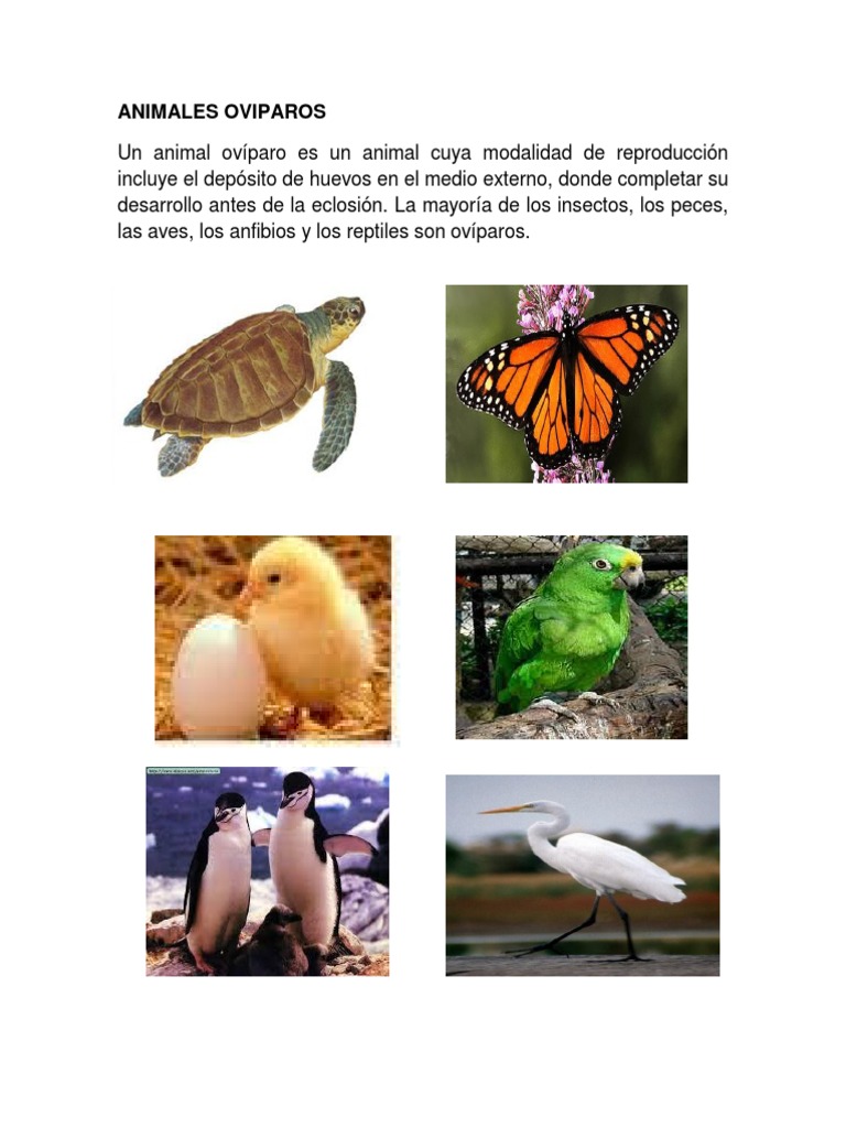 Animales Ovíparos: Definición Y Características – CVZN