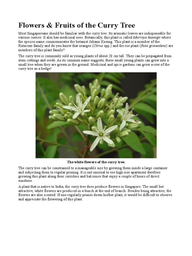 The White Flowers of The Curry Tree | PDF