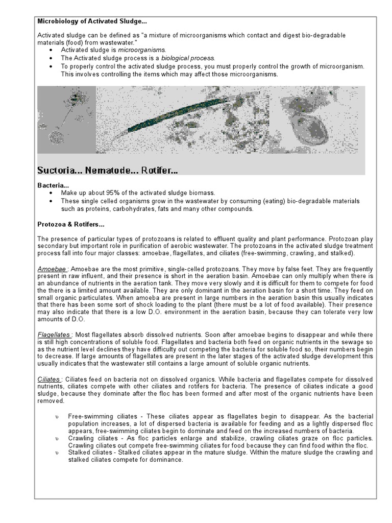 Microbiology of Activated Sludge | PDF | Sewage Treatment | Microorganism