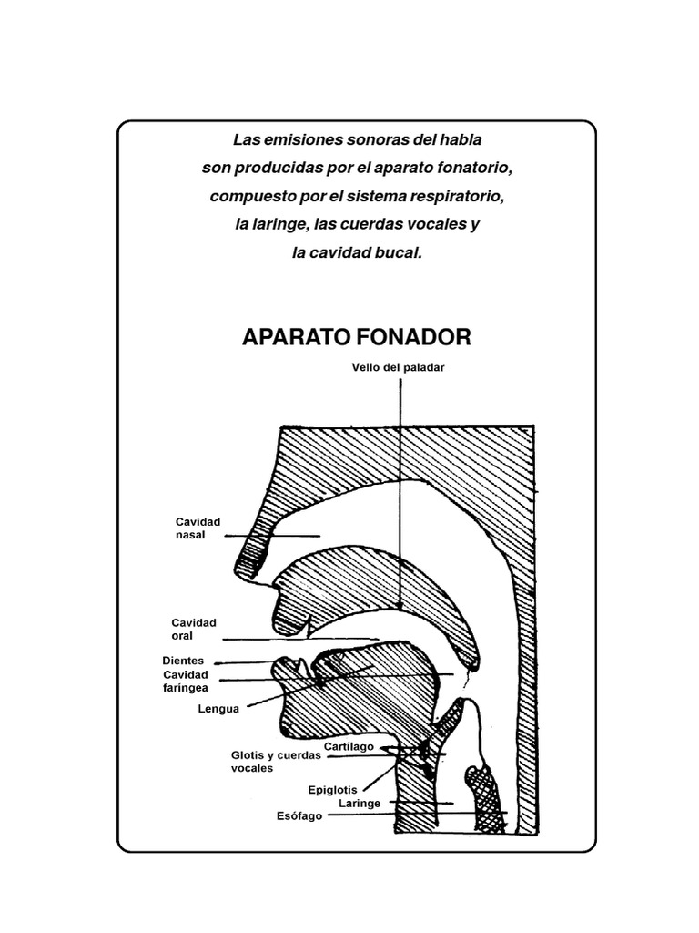 Aparato Fonador | Sound | Human Anatomy
