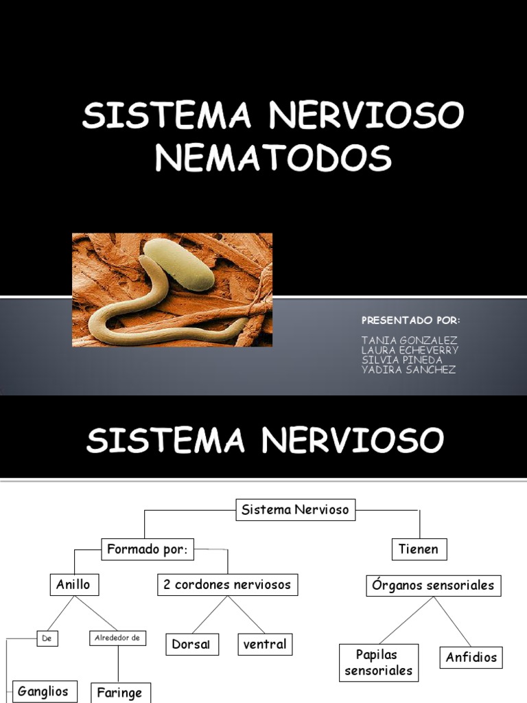 Nematodos Sistema Nervioso | PDF | Anatomía | Anatomia animal
