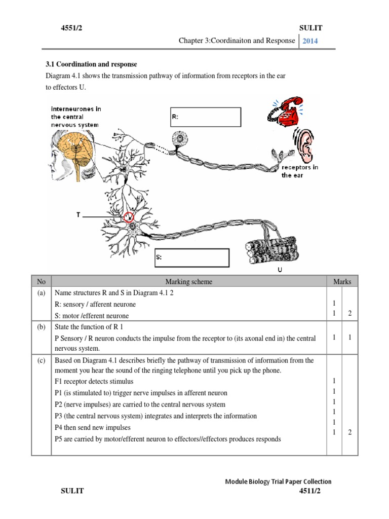 BIOLOGY Form 5 Chapter 3 | PDF | Chemical Synapse | Neuron