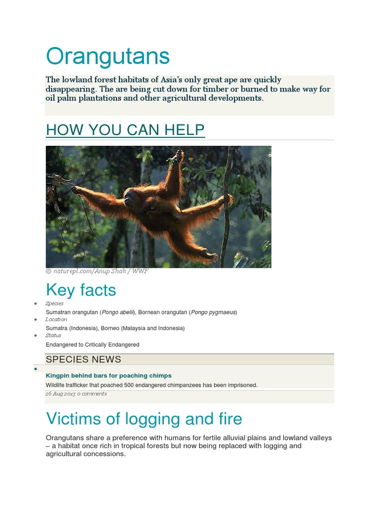 Orangutans: How You Can Help | PDF | Orangutan | Organisms