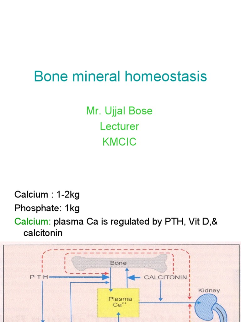 Bone Mineral Homeostasis | PDF | Endocrine System | Glands