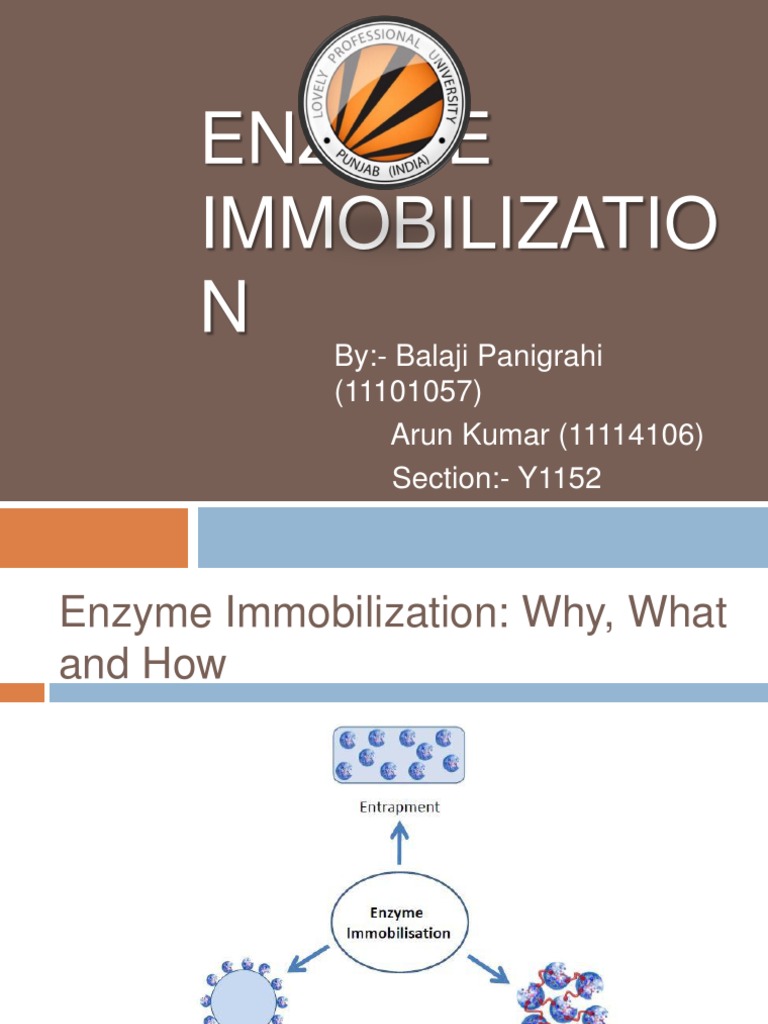 Enzyme Immobilization | PDF | Cross Link | Enzyme