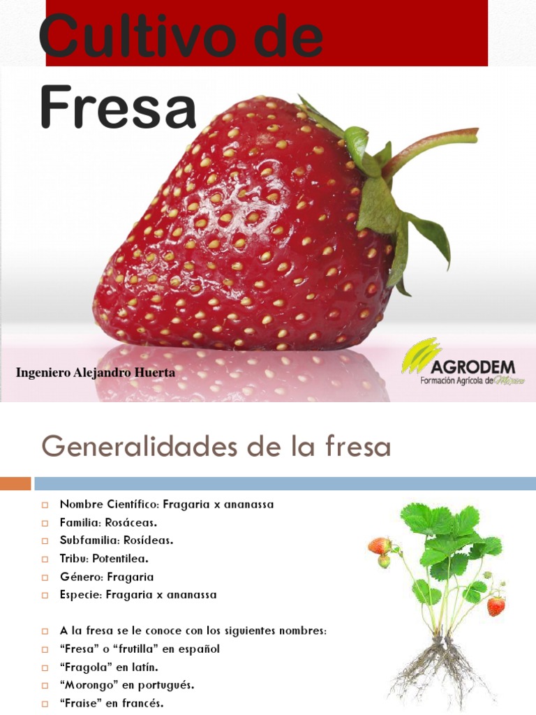 12.cultivo de Fresa | PDF | Riego | Suelo