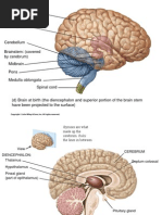 Lateral Sagittal Views of Sheep Brain | PDF | Cerebrum | Thalamus