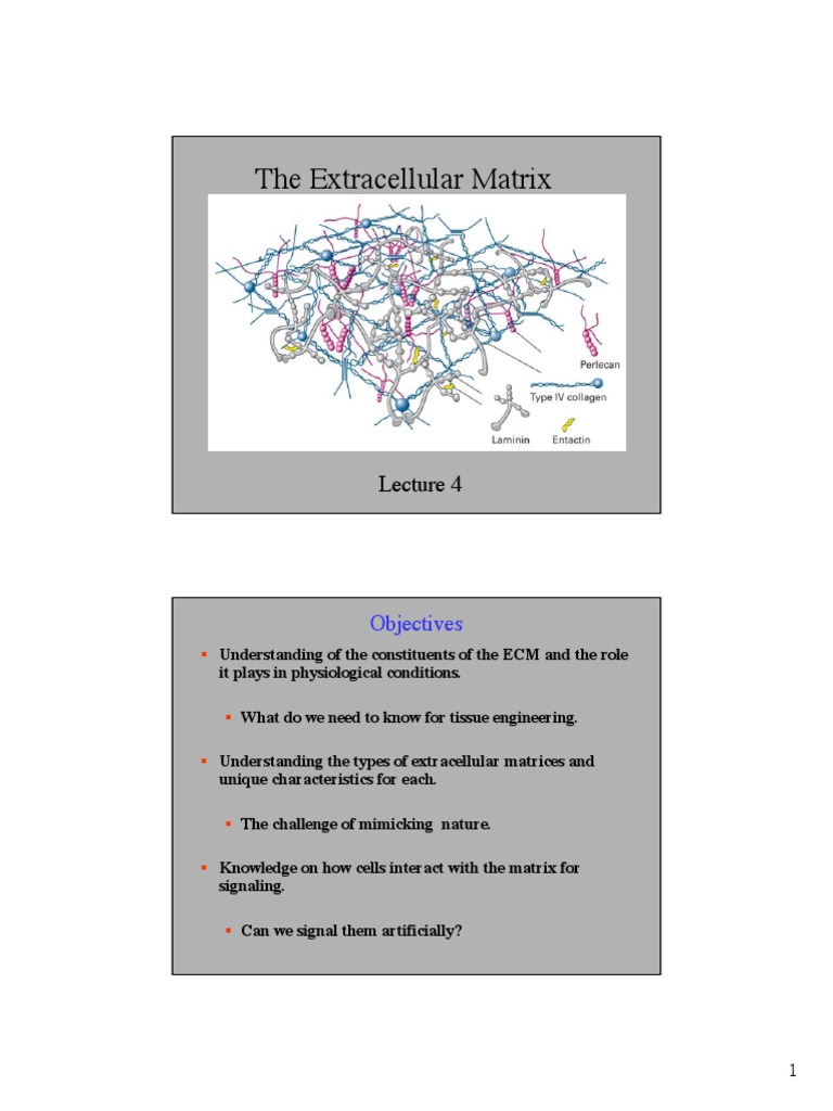 Understanding Extracellular Matrix Components | PDF | Extracellular ...