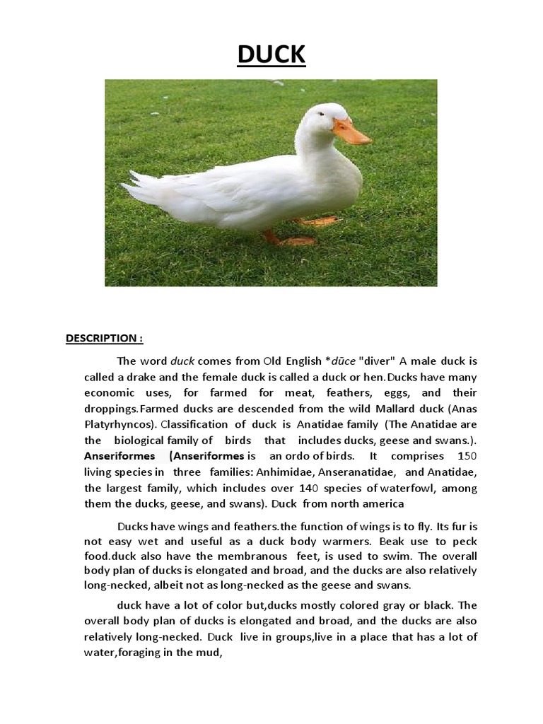 Report Text About Duck1 | PDF | Duck | Anatidae