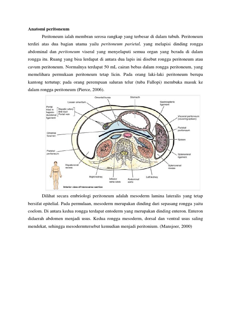 Anatomi Peritoneum | PDF | Kesehatan Holistik | Sains & Matematika