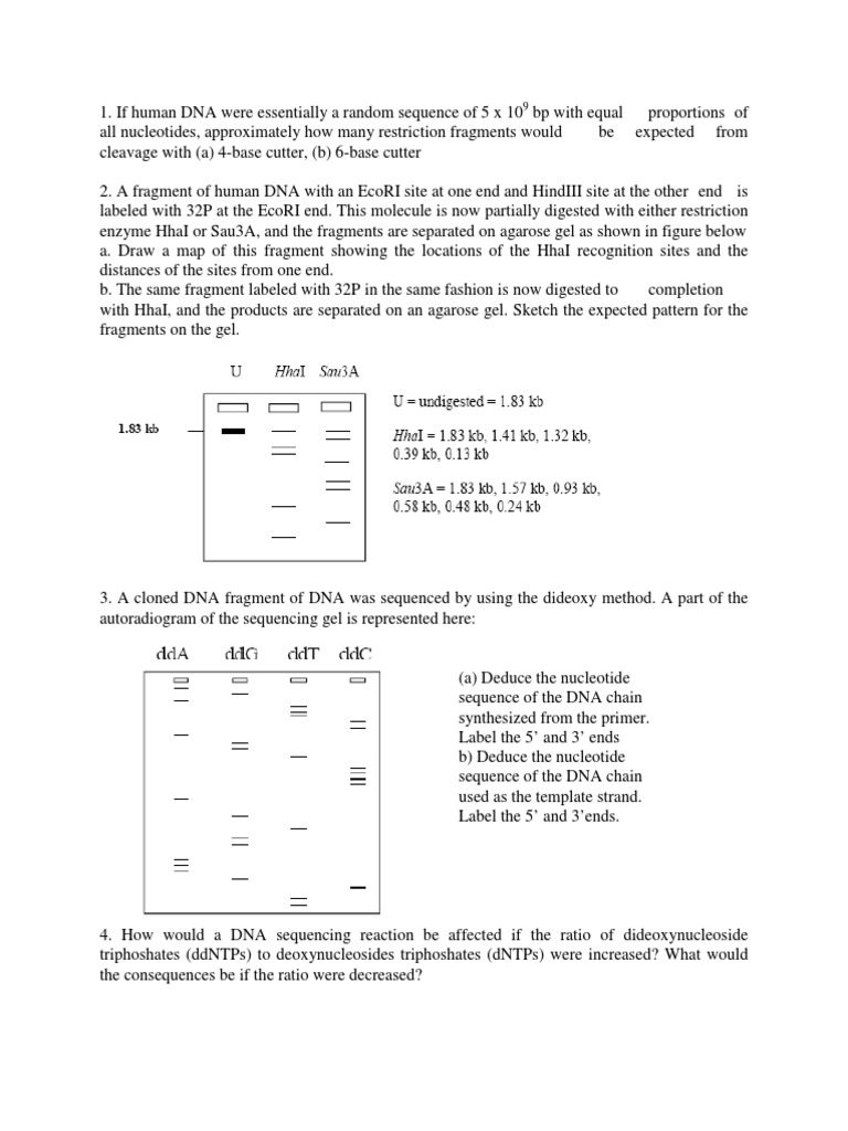 RDT Questions | PDF | Dna | Restriction Enzyme