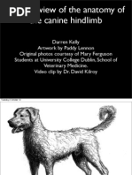 Dog Anatomy: A Photo Atlas | PDF