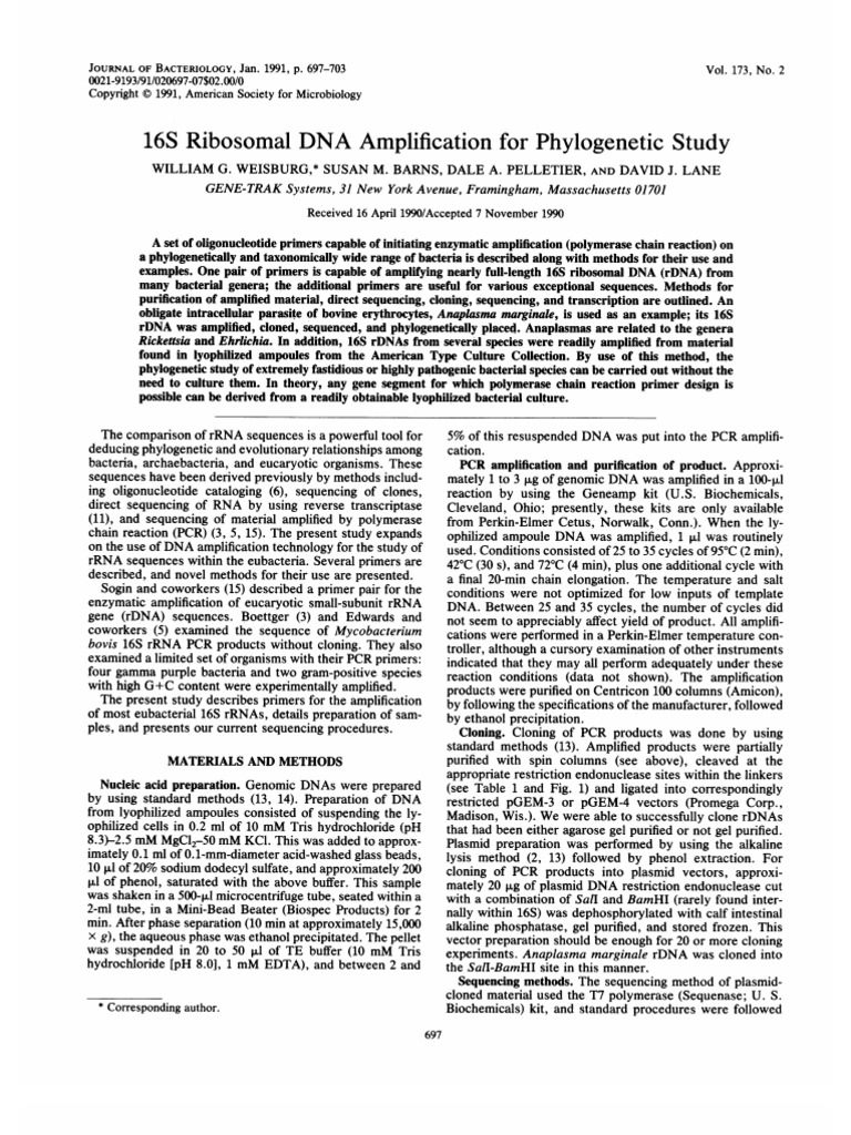 16S Ribosomal DNA For: Amplification Phylogenetic Study | PDF | 16 S ...