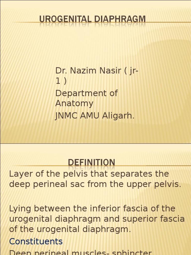 Urogenital Diaphragm Anatomy Overview | PDF | Pelvis | Human Anatomy