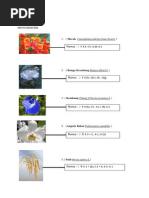 Diagram dan Rumus Bunga Kembang Sepatu | PDF | Seni & Disiplin Bahasa