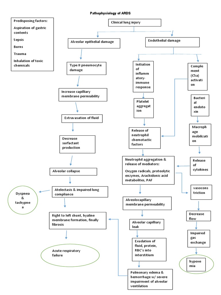 Pathophysiology ARDS