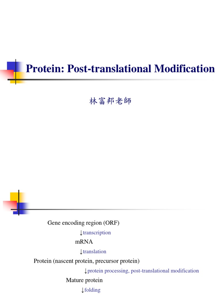 Protein Post Translational Modification - PPT R | PDF | Proteolysis ...