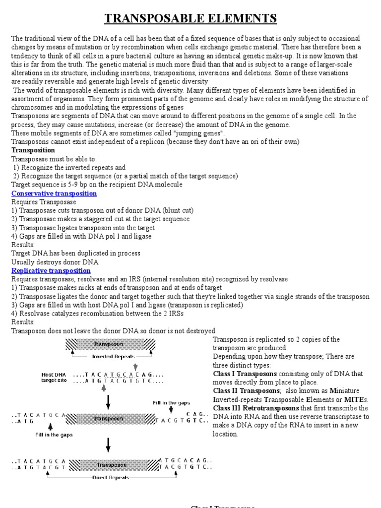 Transposable Elements | PDF | Transposable Element | Retrovirus