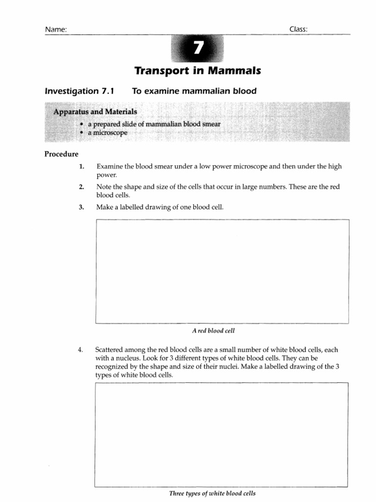 Transport in Mammals | PDF | Heart Valve | Heart
