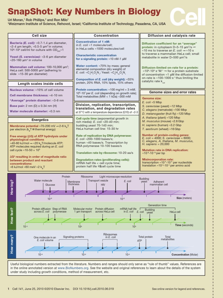 Key Numbers Biology | PDF | Base Pair | Dna Replication