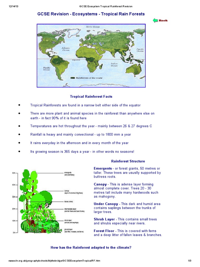 GCSE Ecosystem Tropical Rainforest Revision | Rainforest | Trees