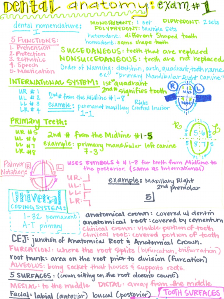 Dental Anatomy Notes for BDS 1st Year | PDF
