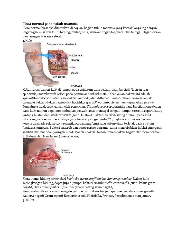 Flora Normal Pada Tubuh Manusia | PDF