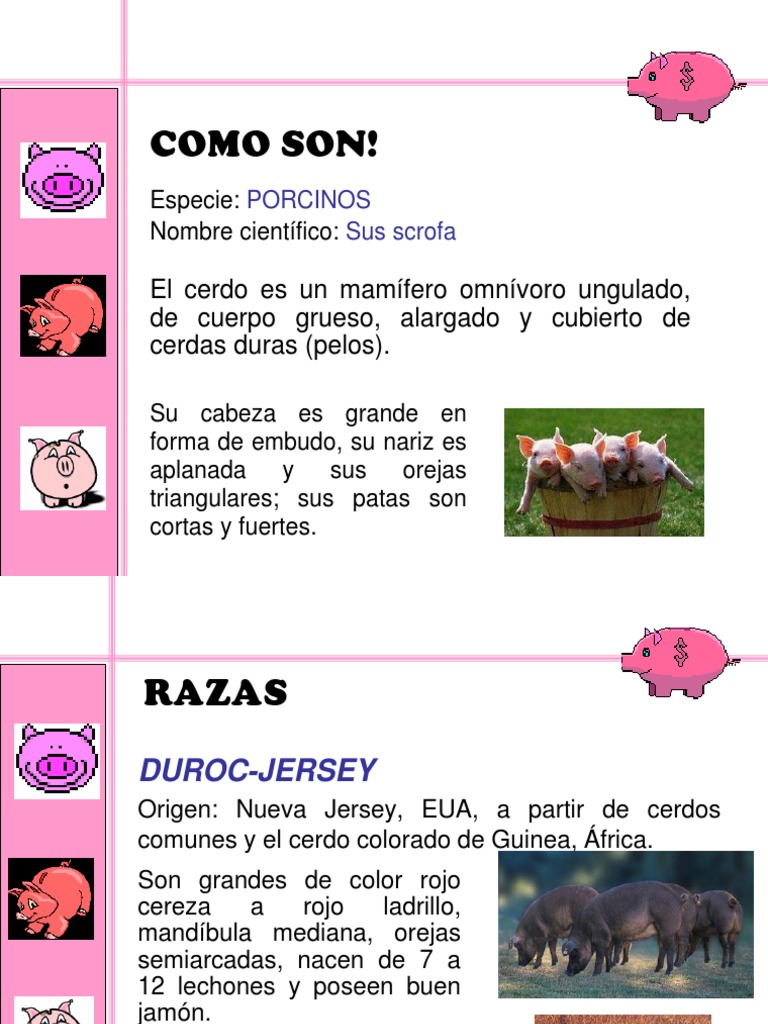 Manejo de Cerdos | Cerdo doméstico | Comida y bebida