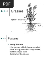 Understanding Grass Structure | PDF | Plants | Botany